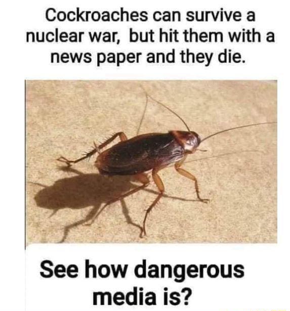 Cockroaches can survive a nuclear war, but hit them with a news paper ...