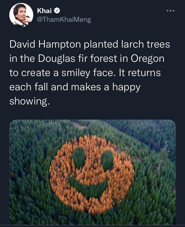 Khai David Hampton planted larch trees in the Douglas fir forest in ...