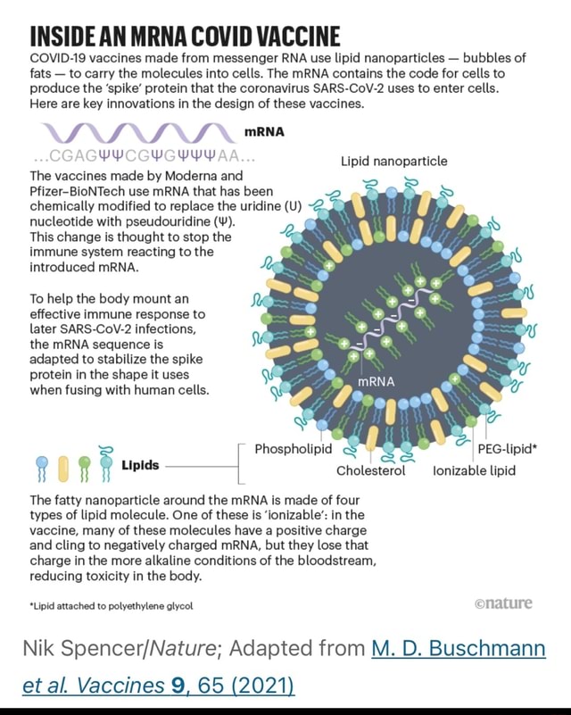 INSIDE AN MRNA COVID VACCINE COVID-19 vaccines made from messenger RNA ...
