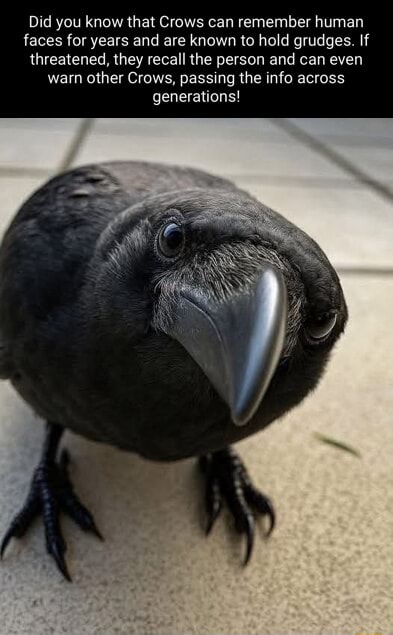 Did you know that Crows can remember human faces for years and are ...