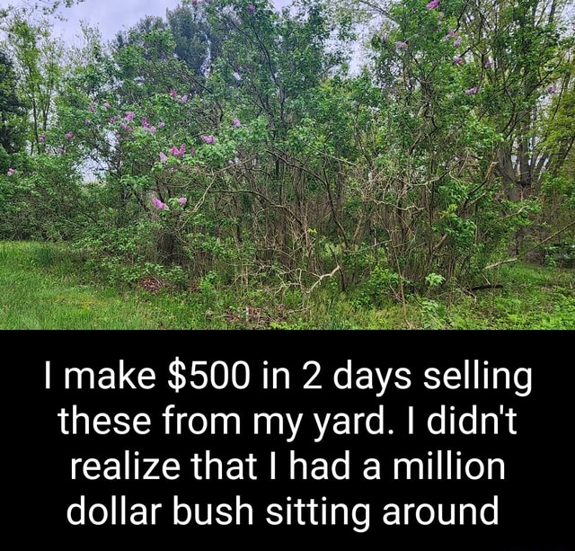 I make $500 in 2 days selling these from my yard. I didn't realize that ...