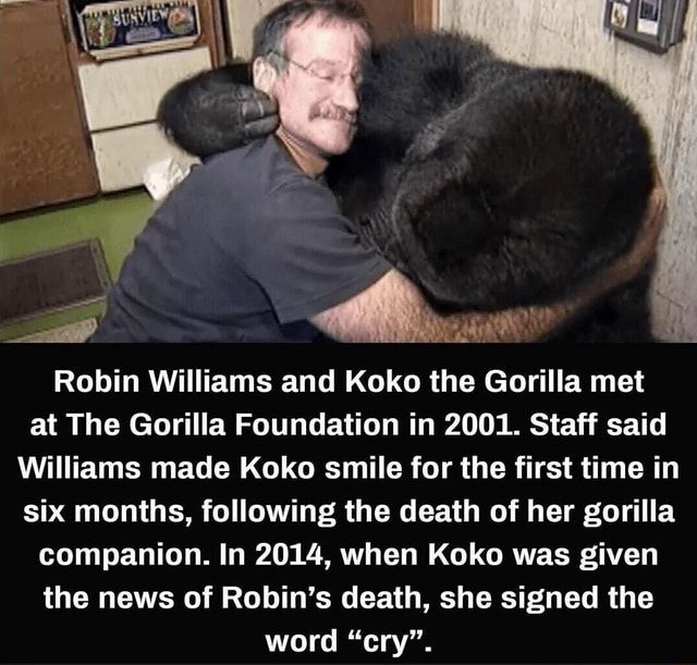 Robin Williams and Koko the Gorilla met at The Gorilla Foundation in ...