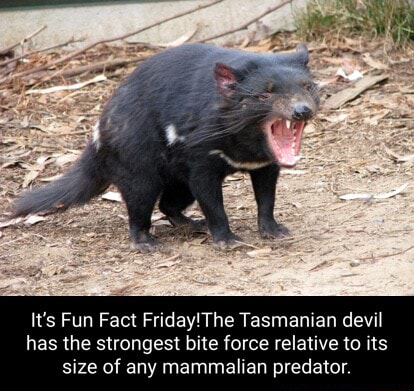 It's Fun Fact Friday! The Tasmanian devil has the strongest bite force ...