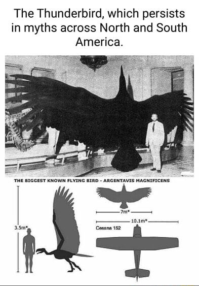 The Thunderbird, which persists in myths across North and South America ...