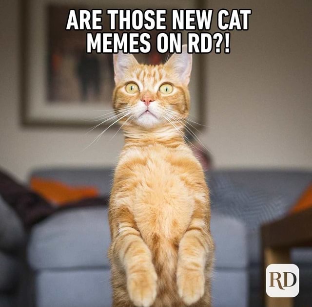 Yeah - ARE THOSE NEW CAT MEMES ON RD?! - iFunny