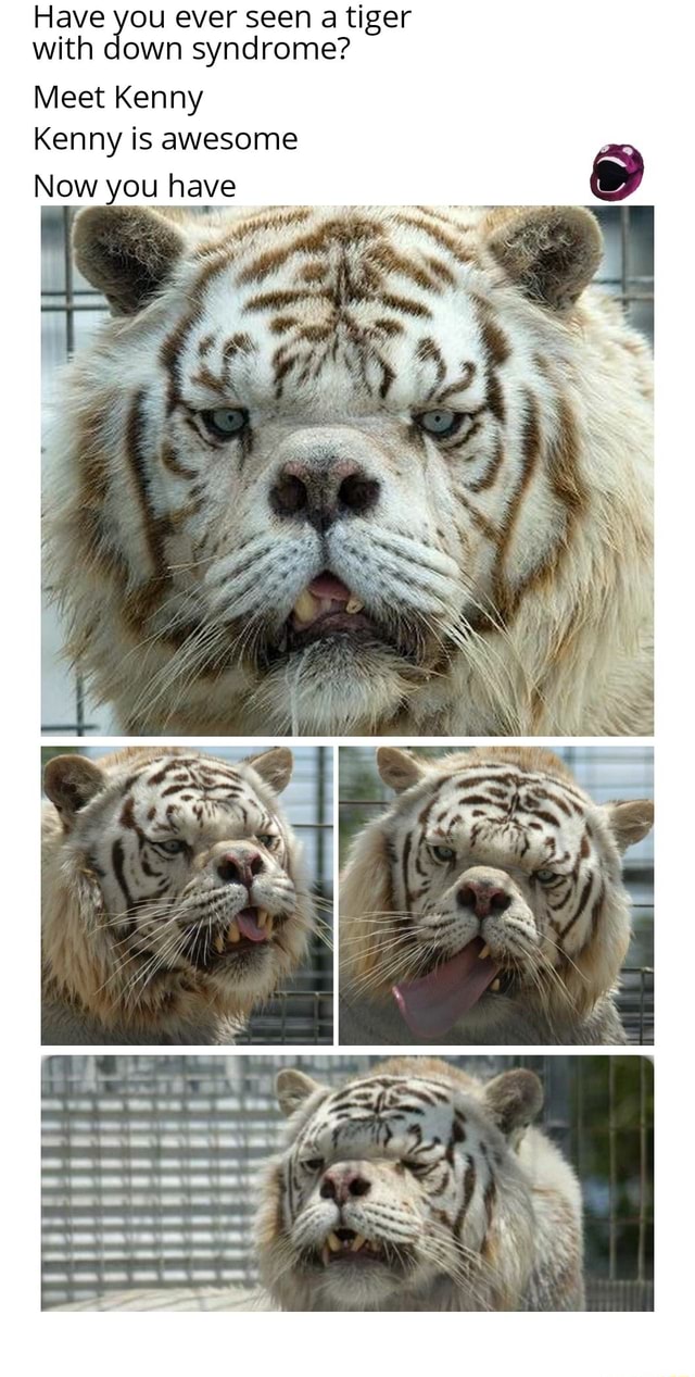 Have you ever seen a tiger with down syndrome? Meet Kenny Kenny is ...