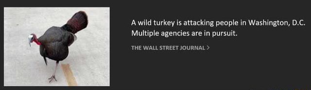 A wild turkey is attacking people in Washington, D.C. Multiple agencies ...