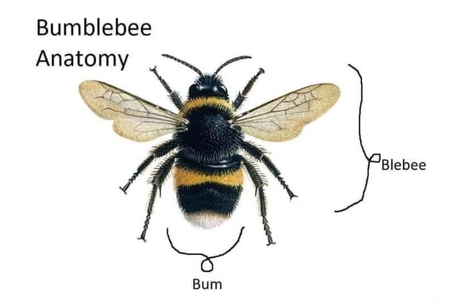 Bumblebee Anatomy Blebee - iFunny