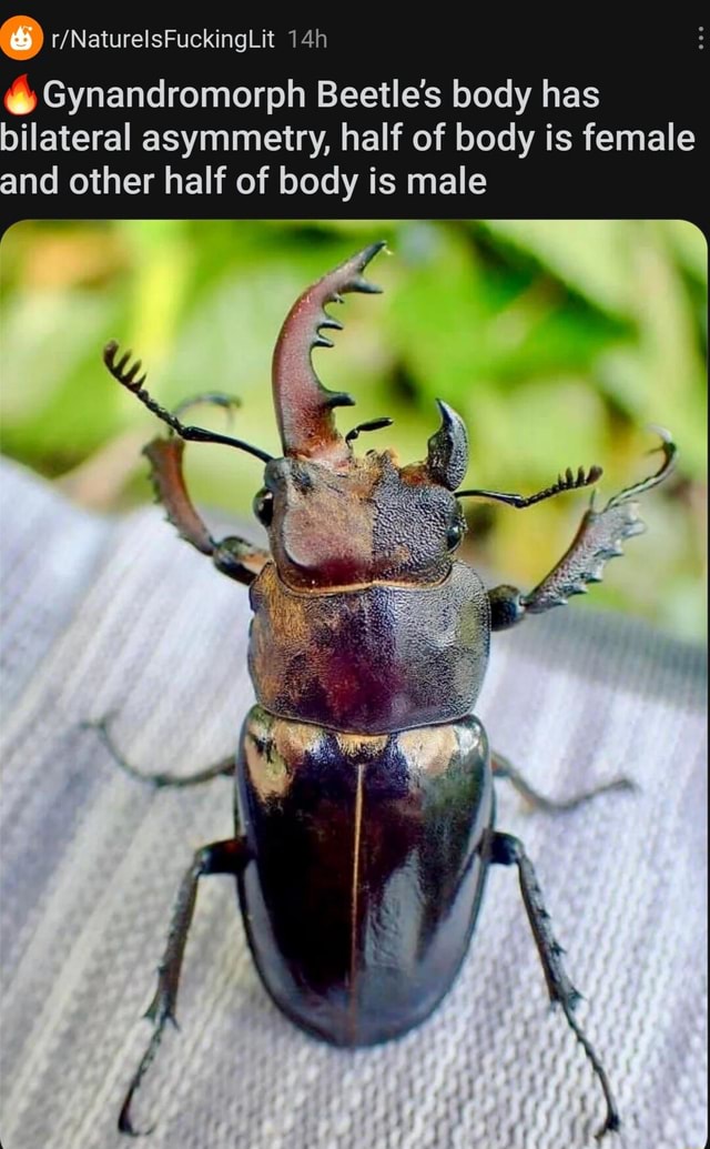 Eggirl - @ Gynandromorph Beetle's body has bilateral asymmetry, half of ...
