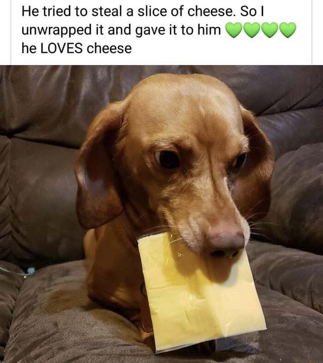 He tried to steal a slice of cheese. So I unwrapped it and gave it to ...