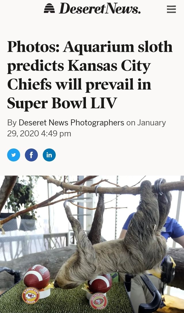 Photos: Aquarium sloth predicts Kansas City Chiefs will prevail in ...