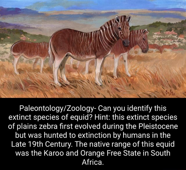 "he Can you identify this extinct species of equid? Hint: this extinct ...