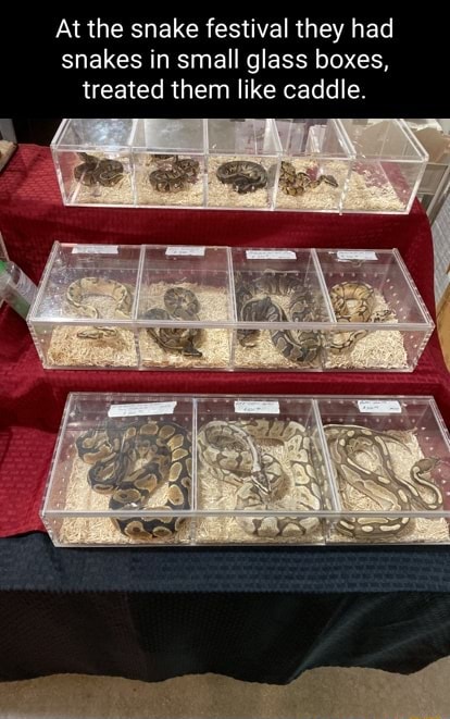 At the snake festival they had snakes in small glass boxes, treated ...