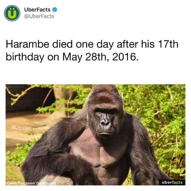 Harambe died one day after his 17th birthday on May 28th, 2016. - iFunny