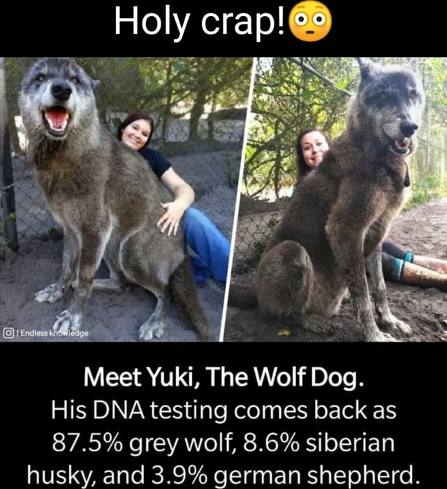 Holy crap!@ [Endless Meet Yuki, The Wolf Dog. His DNA testing comes ...