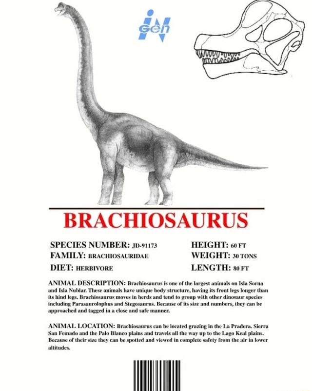 BRACHIOSAURUS SPECIES NUMBER: Jp-91173 HEIGHT: 60 Ft FAMILY ...