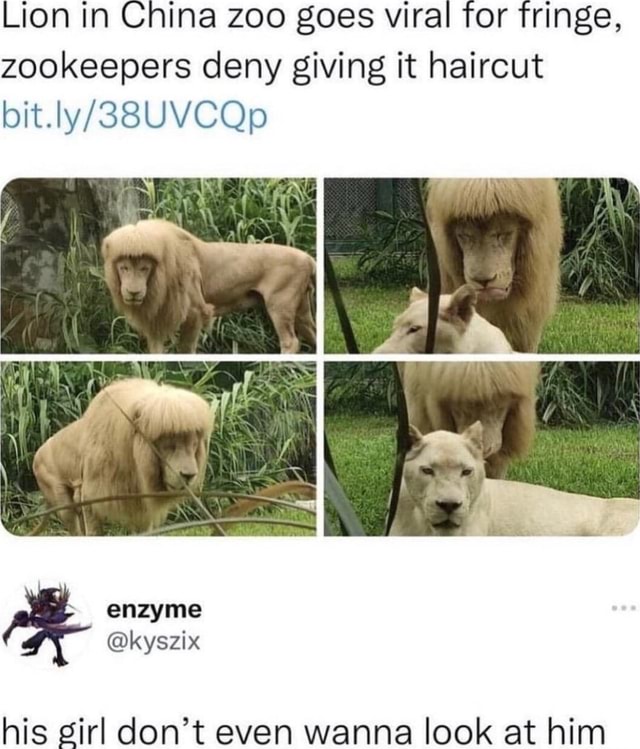 Lion in China zoo goes viral for fringe, zookeepers deny giving it ...