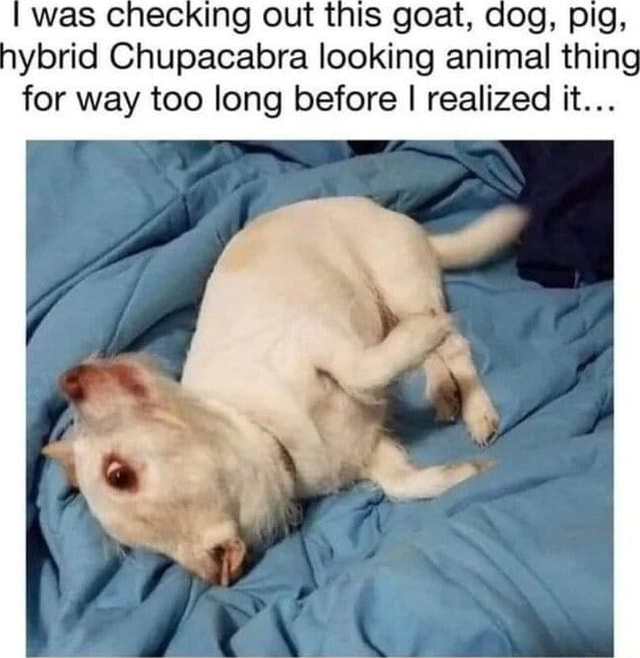 Was checking out this goat, dog, pig, ybrid Chupacabra looking animal ...