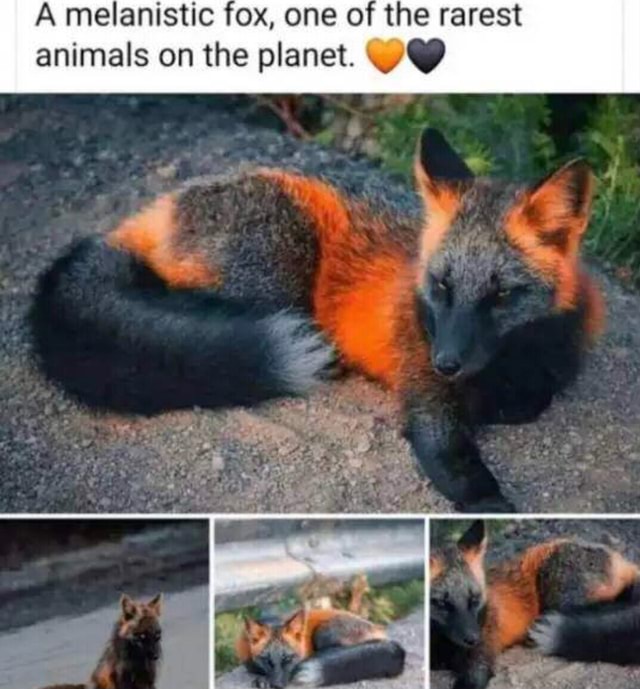A melanistic fox, one of the rarest animals on the planet. C) - America ...
