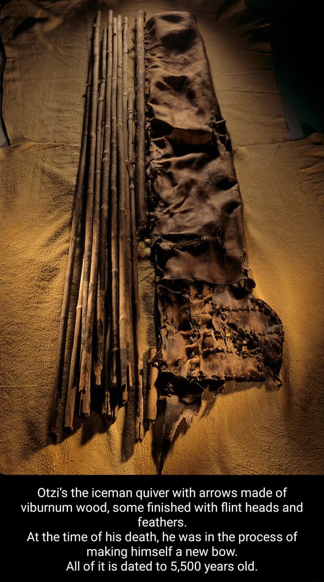 Ut af ie Otzi's the iceman quiver with arrows made of viburnum wood ...