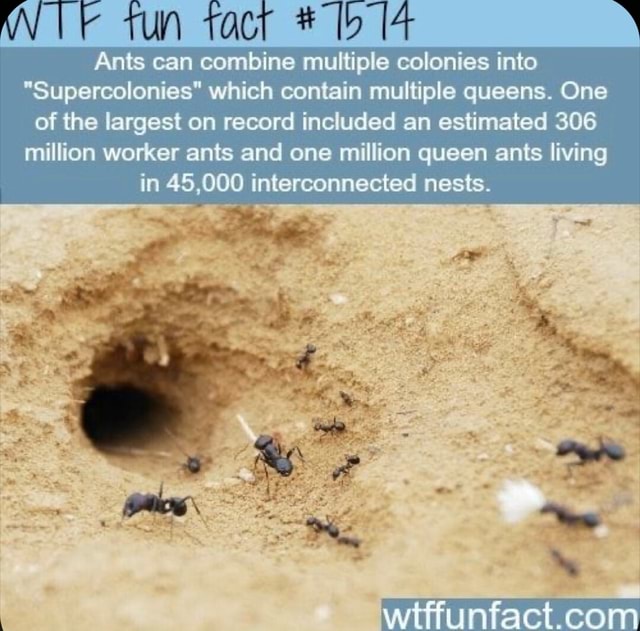IN tact Ib Ants can combine multiple colonies into "Supercolonies ...