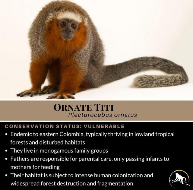 SS ORNATE TIT Plecturocebus ornatus CONSERVATION STATUS: VULNERABLE ...