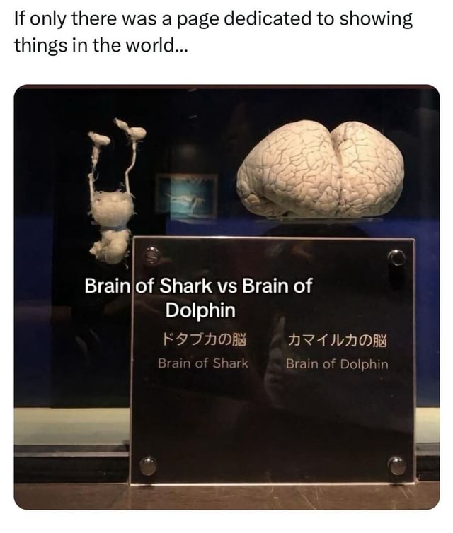 The dolphin brain looks like a swole human brain 🧠 . Follow ...