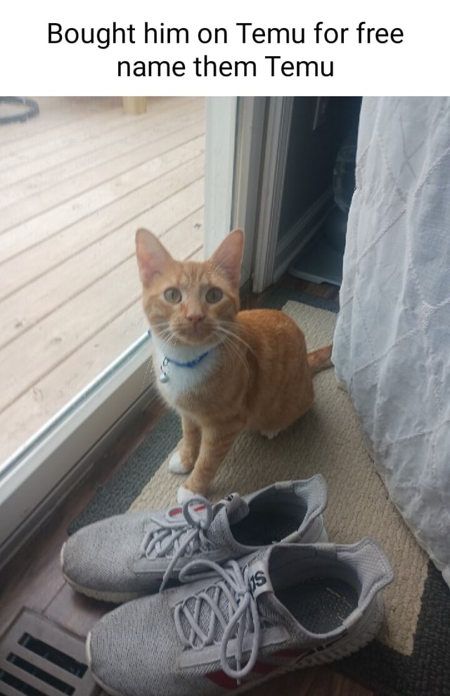 Bought him on Temu for free name them Temu - iFunny