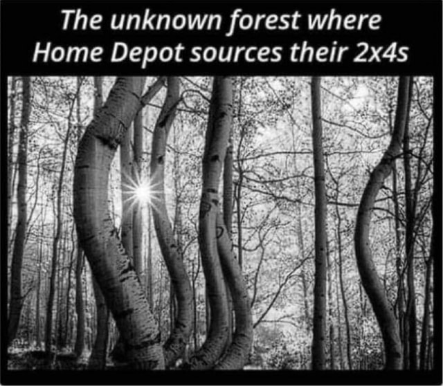 The unknown forest where Home Depot sources their 2x4s - America’s best ...