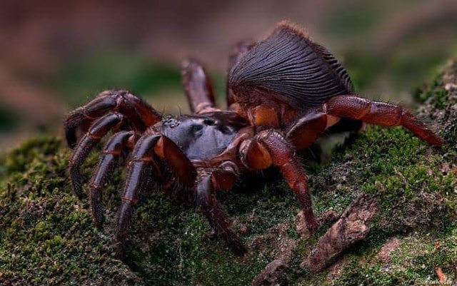 This is the cyclosmis, and its incredible abdomen looks like an ancient ...