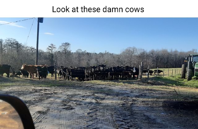 Look at these damn cows - iFunny