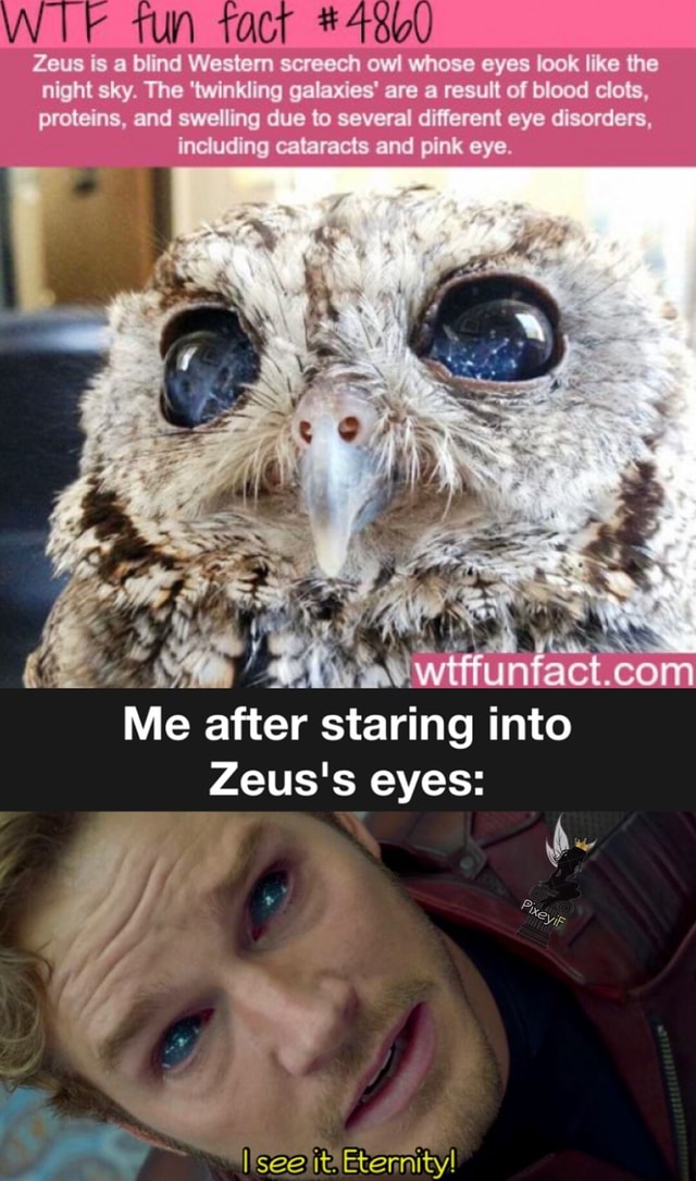WI tun Zeus is a blind Western screech owl whose eyes look like the ...