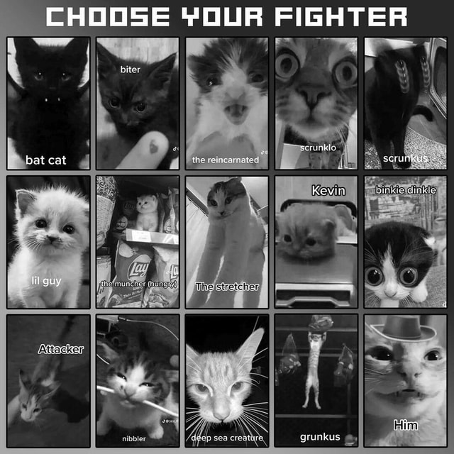 CHOOSE YOUR FIGHTER bat cat the reincarnated Guy Muncher apdher ...