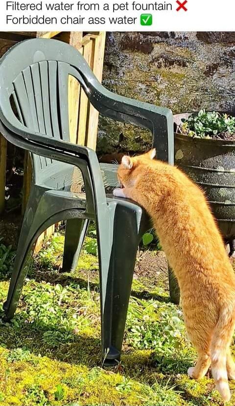 Filtered water from a pet fountain Forbidden chair ass water - iFunny