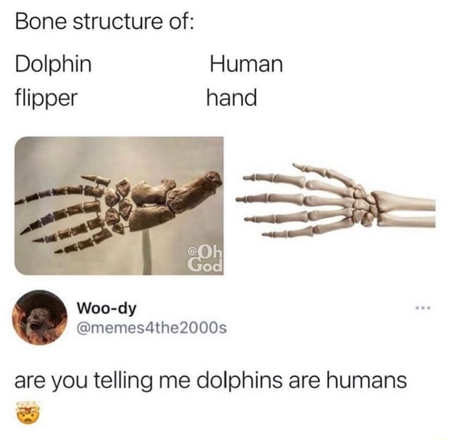 Bone structure of: Dolphin Human flipper hand Woo-dly @memes4the2000s ...