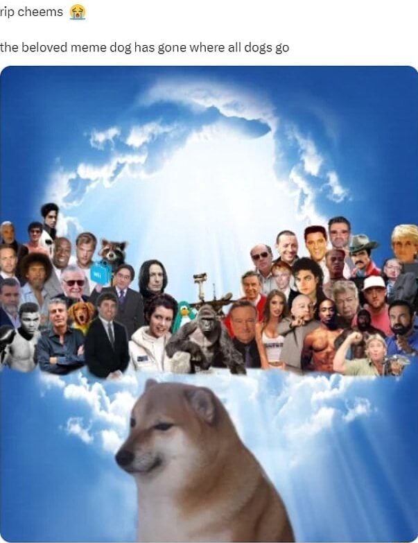 Rip cheems the beloved meme dog has gone where all dogs go - iFunny