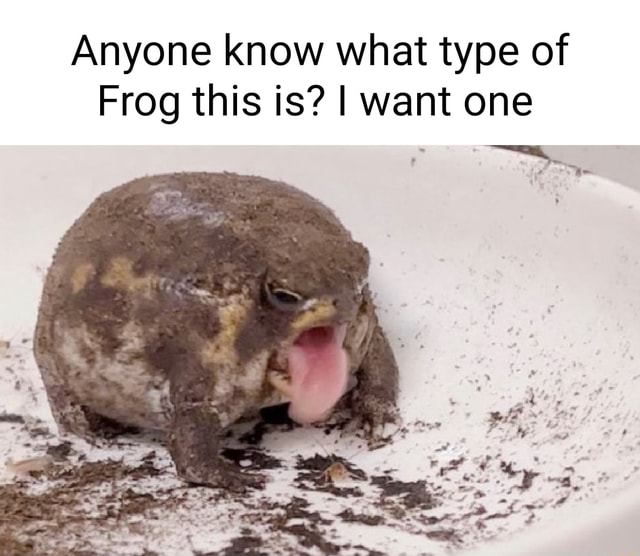 Anyone know what type of Frog this is? I want one - iFunny