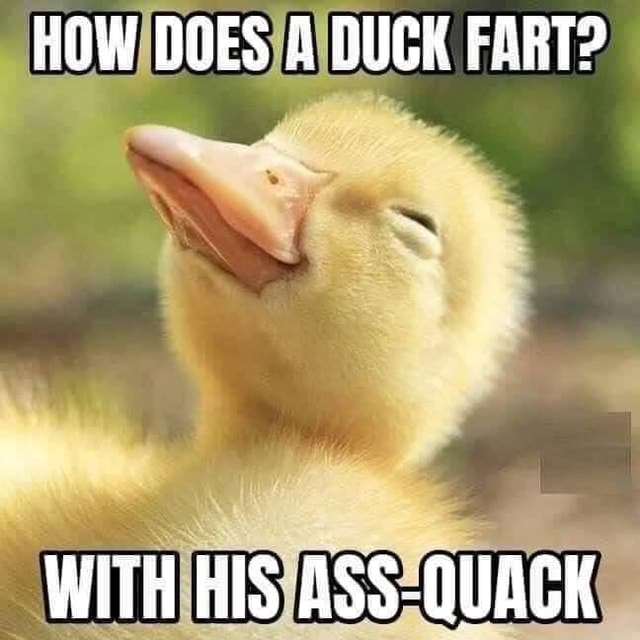 HOW DOES A DUCK FART? WITH HIS - America’s best pics and videos