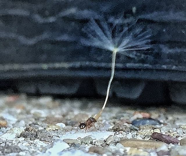 Small yet mighty! - iFunny