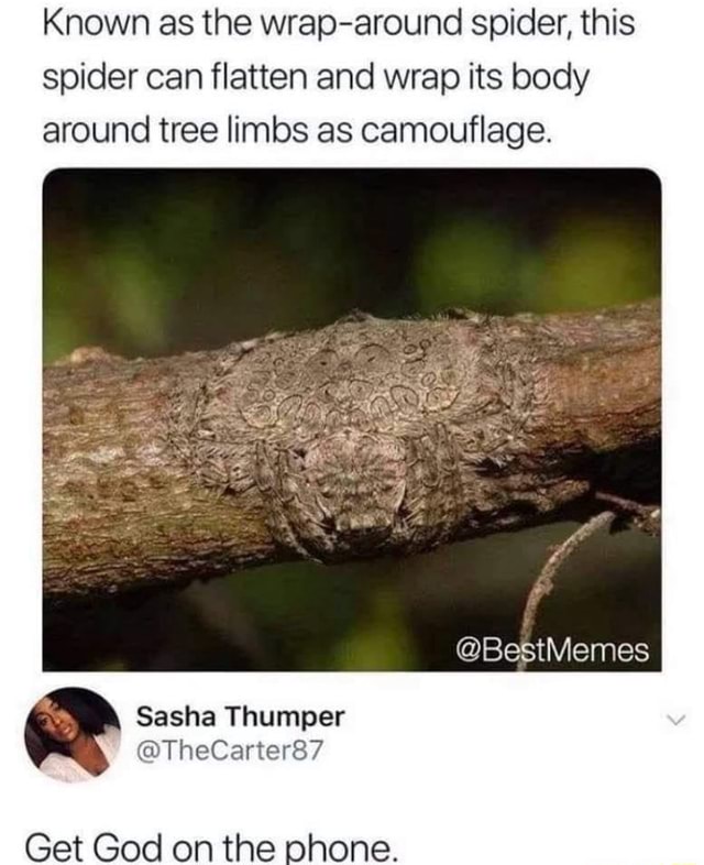 Known as the wrap-around spider, this spider can flatten and wrap its ...