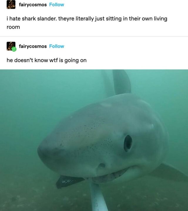 I hate shark slander. theyre literally just sitting in their own living ...