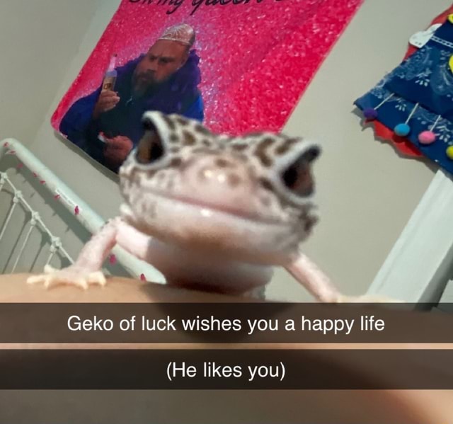 Geko of luck wishes you a happy life (He likes you) - iFunny