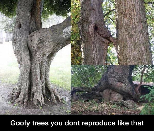 Goofy trees you dont reproduce like that - Goofy trees you dont ...