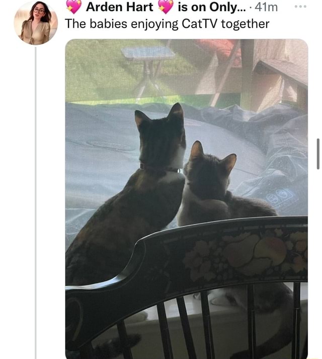 Arden Hart is on Only... The babies enjoying CatTY together - iFunny