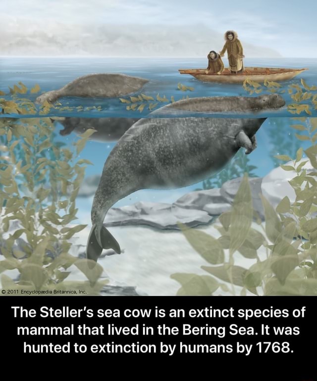 © 2011 Encyclopeedia Britannica, Inc. The Steller's sea cow is an ...