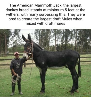 The American Mammoth Jack, the largest donkey breed, stands at minimum ...