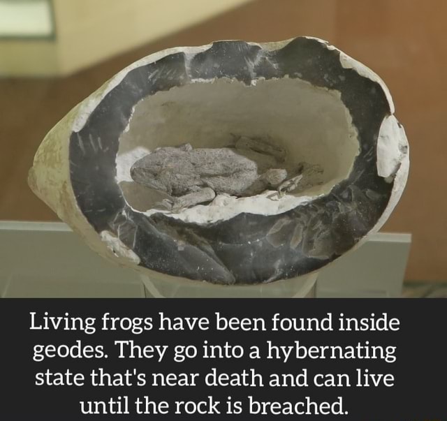 Living frogs have been found inside geodes. They go into a hybernating ...