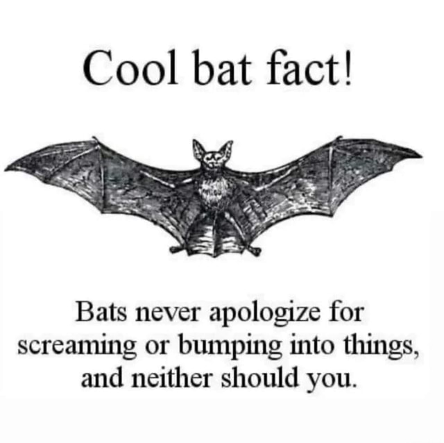 Cool bat fact! Bats never apologize for screaming or bumping into ...