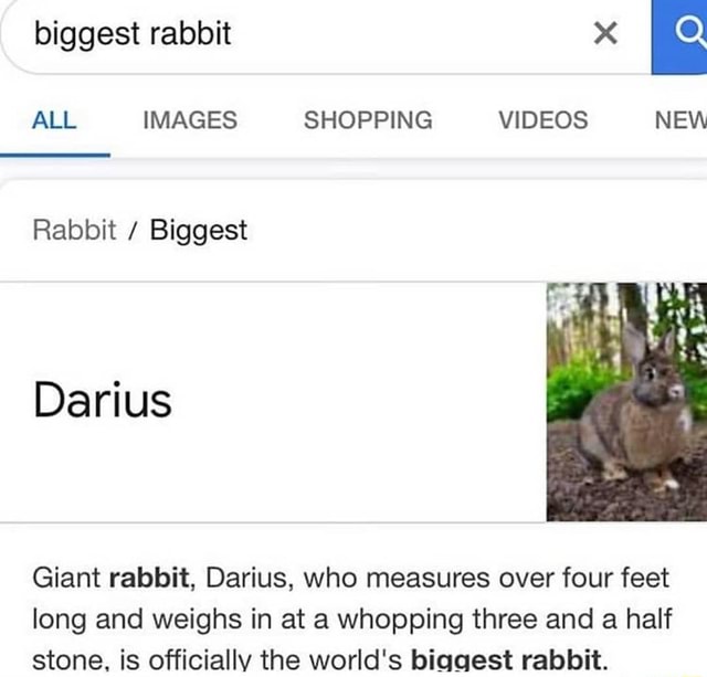 Biggest rabbit ALL IMAGES SHOPPING VIDEOS NEW Rabbit / Biggest Darius ...
