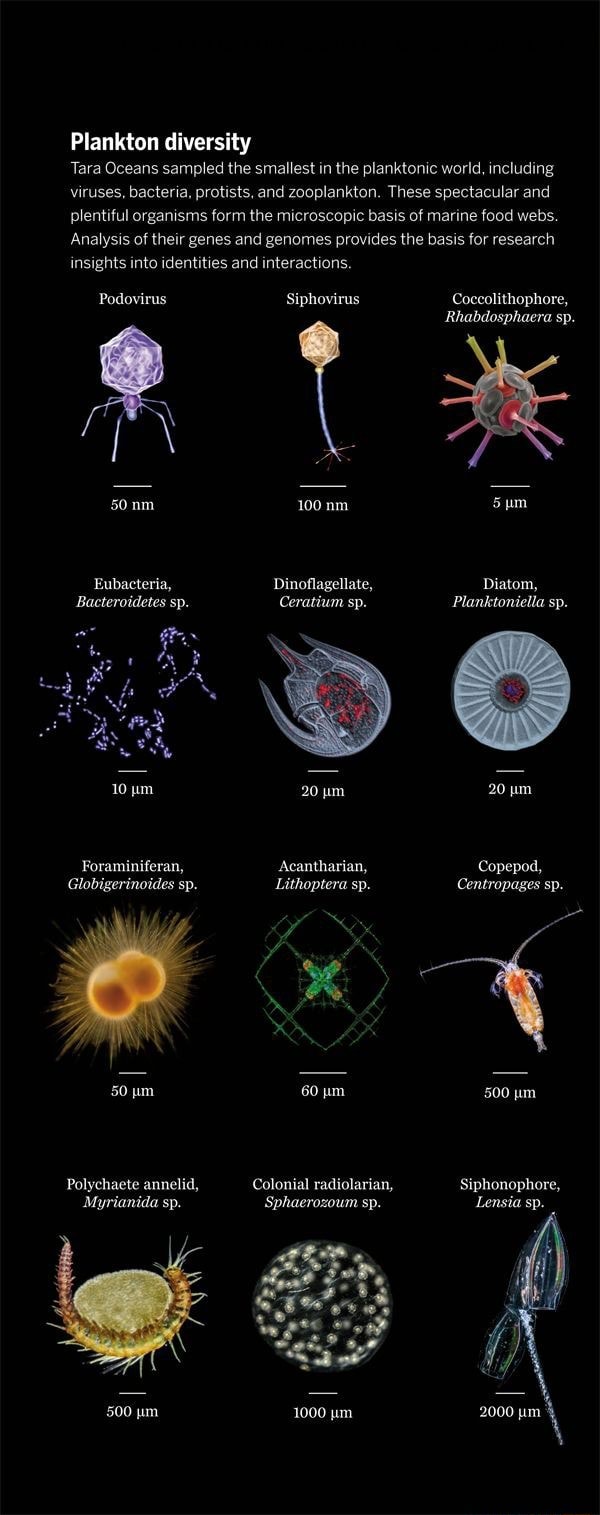 Plankton diversity Tara Oceans sampled the smallest in the planktonic ...